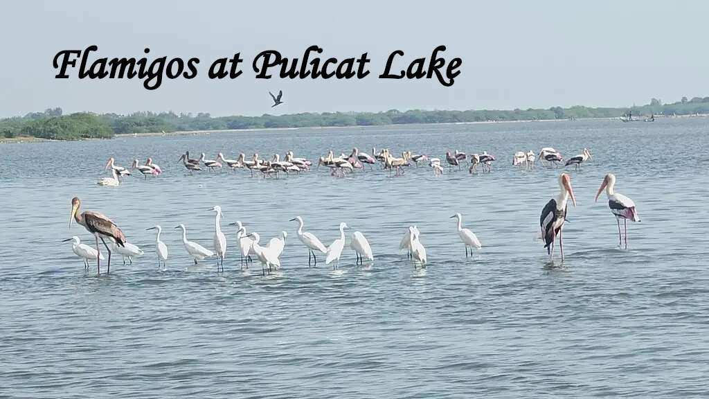 Amazing Pulicat Lake, Pazhaverkadu Near Chennai 2026 - Guide